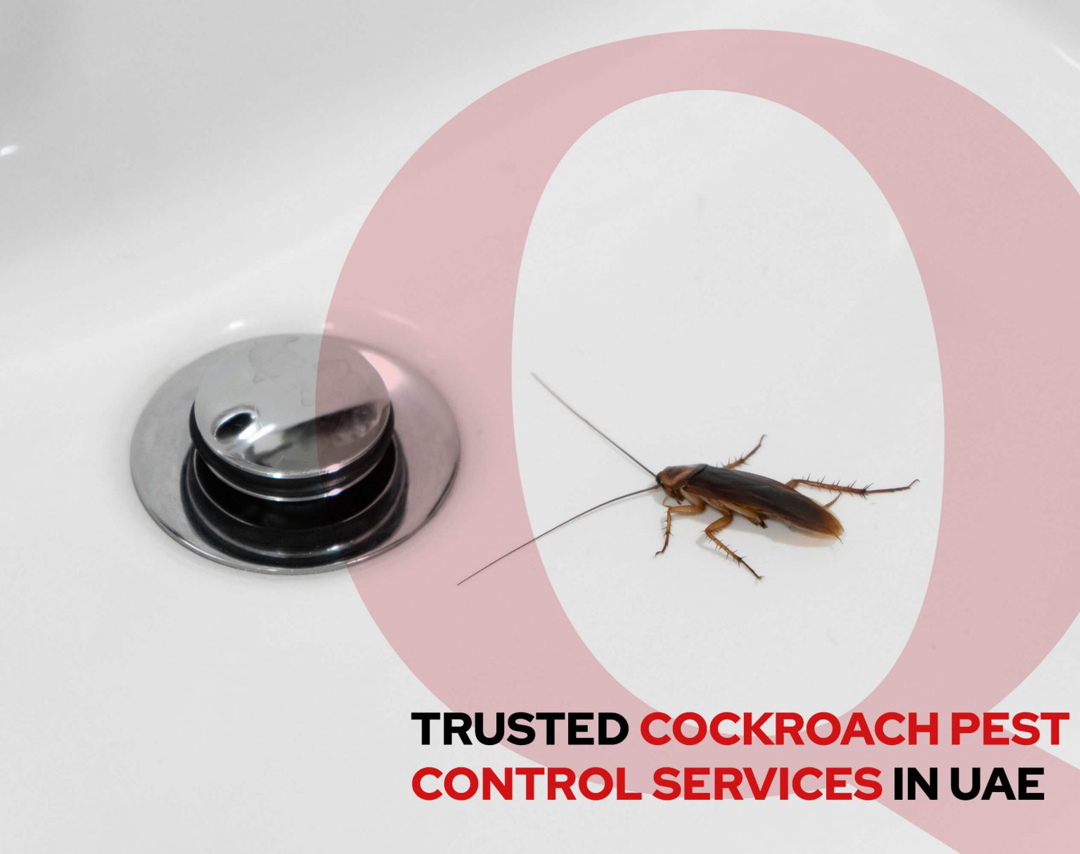 Cockroach pest control | Dubai | Sharjah | Abu Dhabi