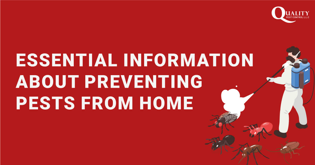 Preventing Pests from Home | Quality pest control